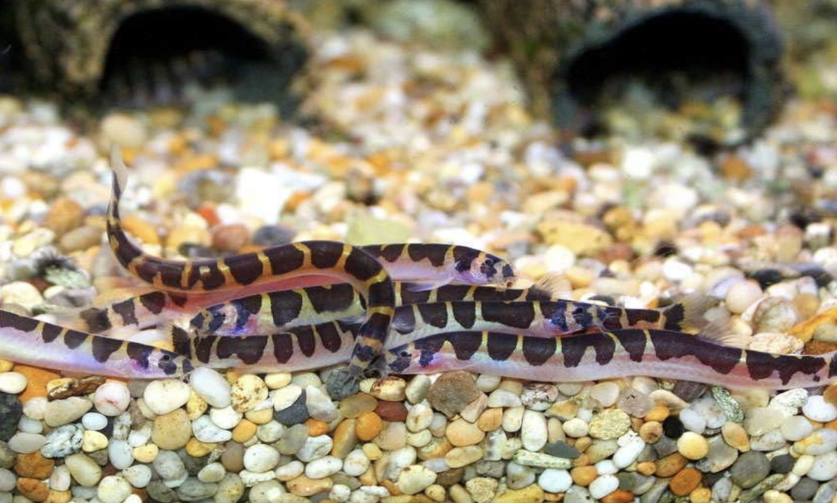 Kuhli Loach Care: A Guide to the Secretive Noodle Fish - Exotastic earth